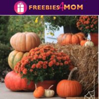 🎃Free Fall Printable: Pumpkin Carving Stencils - Freebies 4 Mom